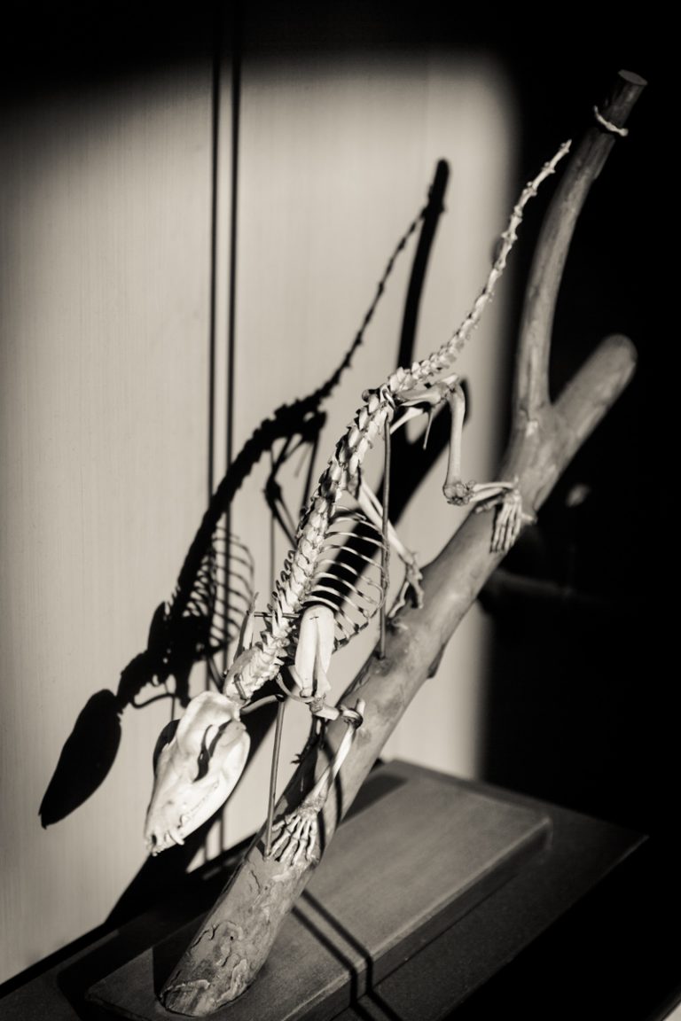 Fine Art Portrait Series on Bones | Kelly Williams