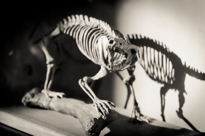 Fine Art Portrait Series on Bones | Kelly Williams