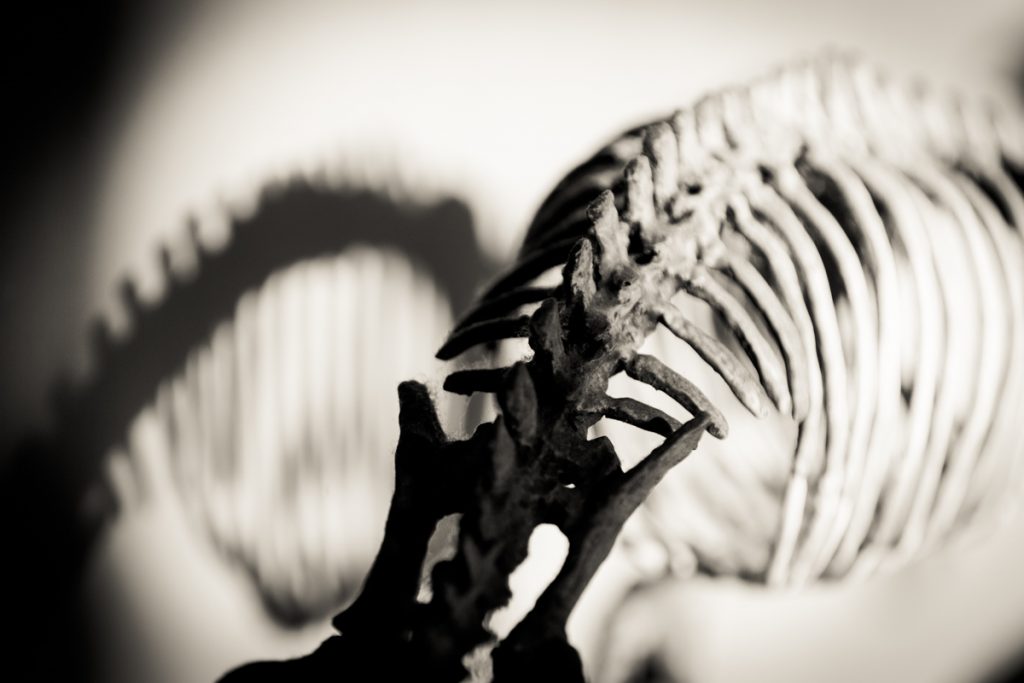 Fine Art Portrait Series on Bones | Kelly Williams