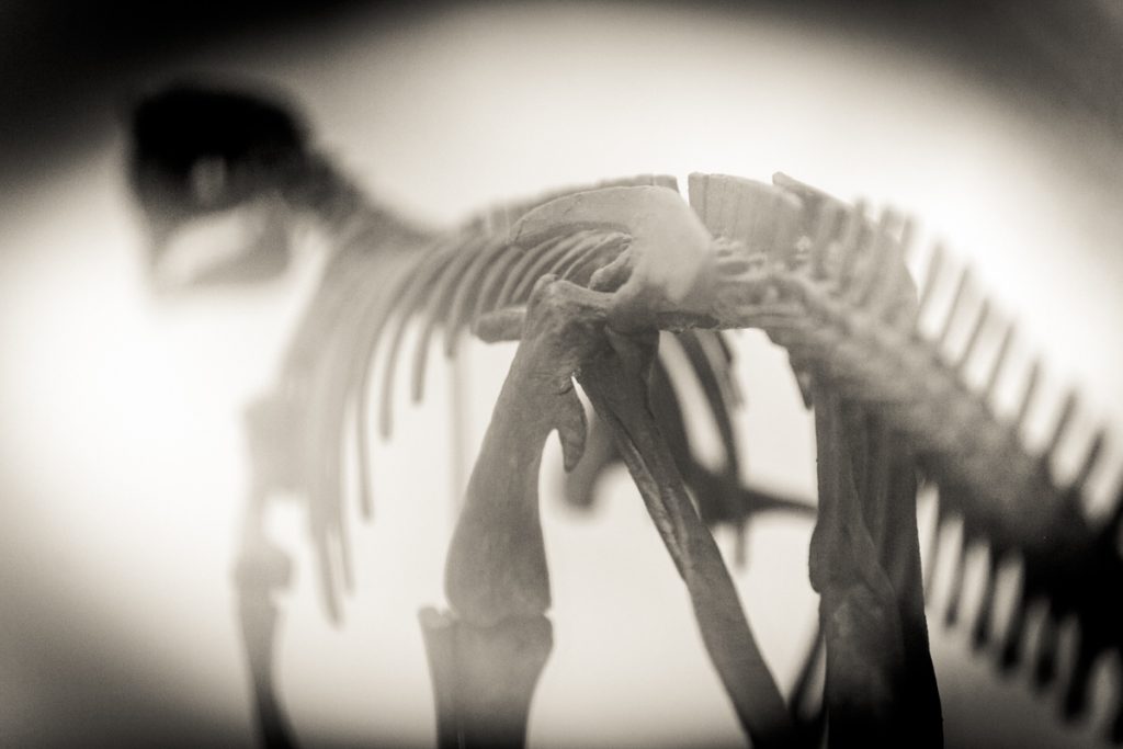 Fine Art Portrait Series on Bones | Kelly Williams