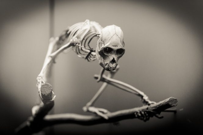 Fine Art Portrait Series on Bones | Kelly Williams